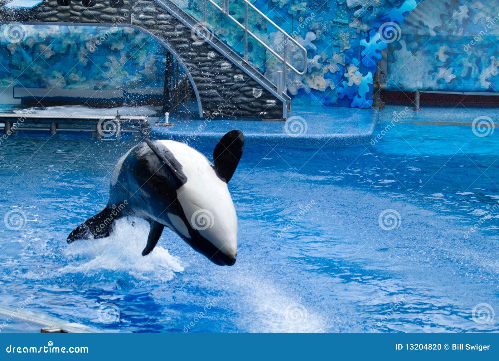 Orca stock photo. Image of florida, mammal, amusement - 13204820