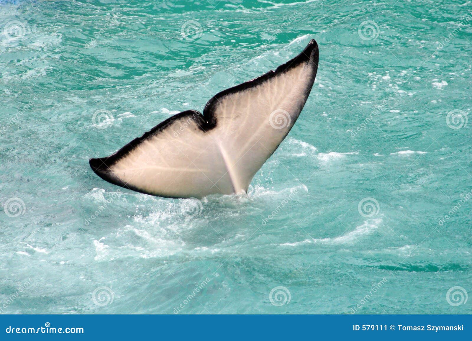 Orca 2 stock image. Image of tail, black, splash, ripples - 579111