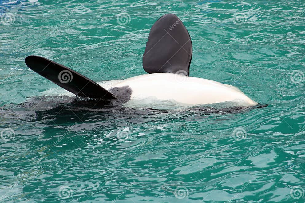 Orca stock photo. Image of florida, pool, flippers, captive - 579112