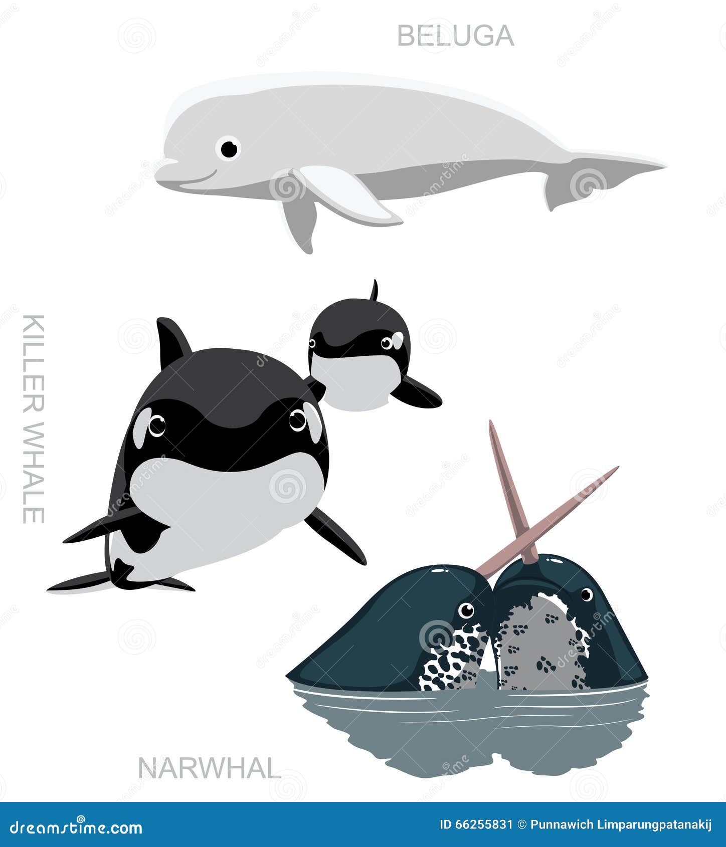 Killer Narwhal