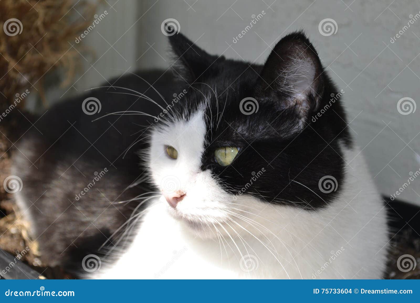 Orca stock photo. Image of eyes, black, green, outdoors - 75733604