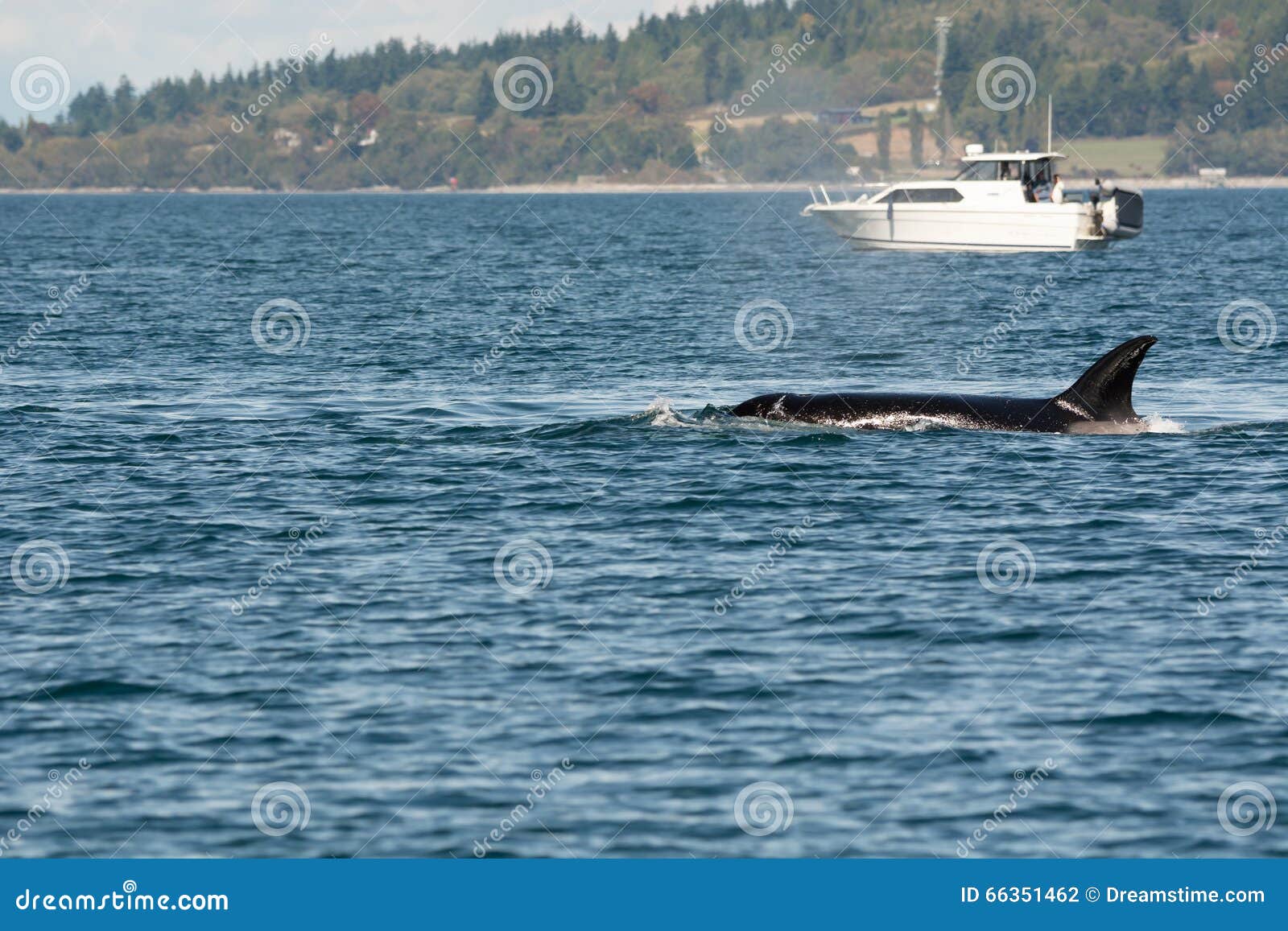 Orca and Boat stock photo. Image of hervey, orcinus, river - 66351462