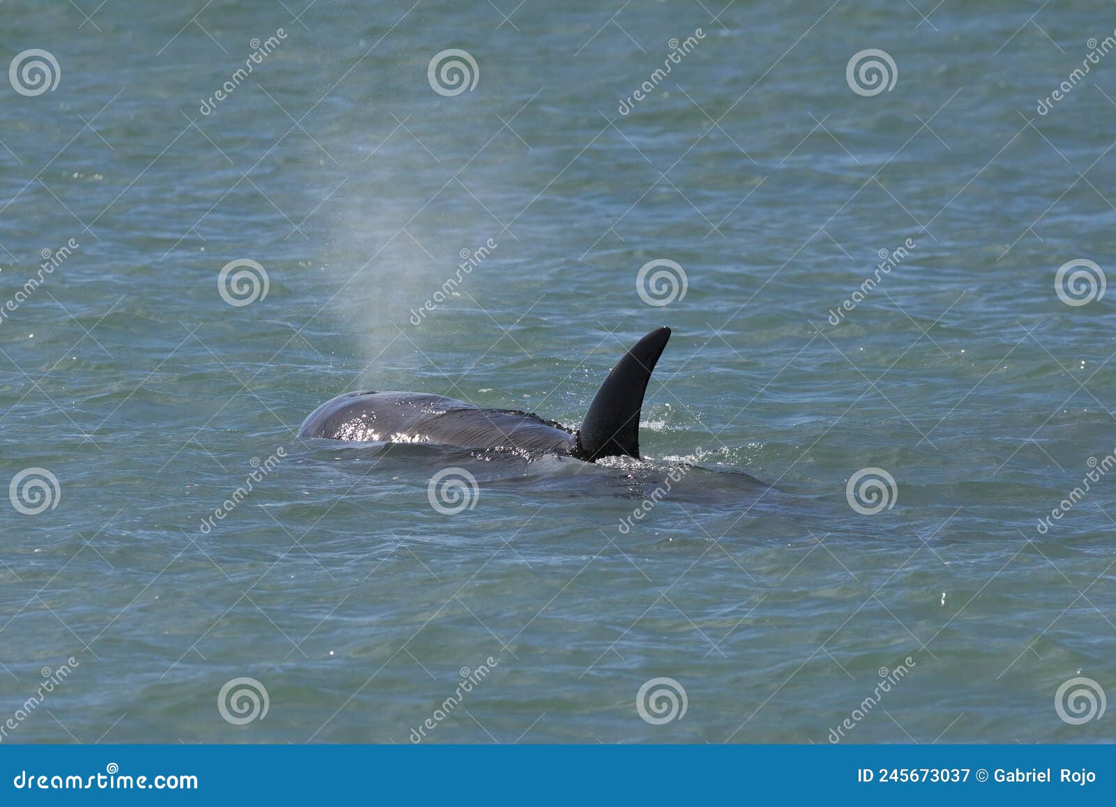 Orca Breathing on the Surface, Stock Image - Image of lion, destination ...