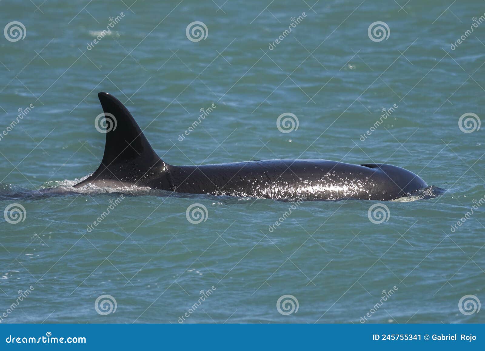 Orca Breathing on the Surface, Stock Image - Image of aquatic, ocean ...