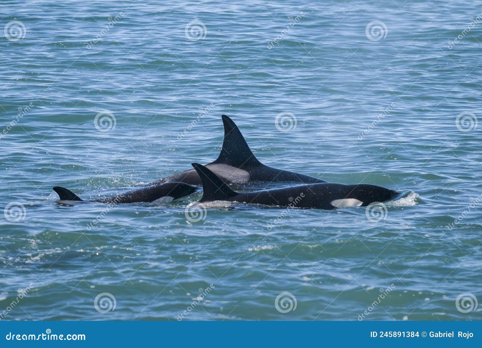 Orca Breathing on the Surface, Stock Photo - Image of dramatic ...