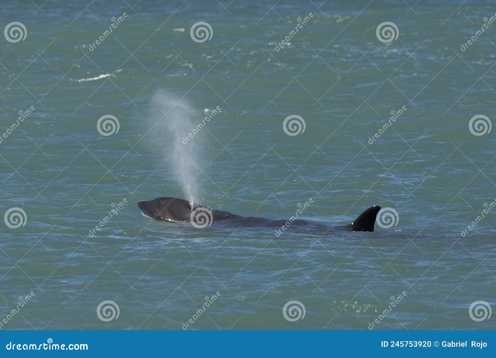Orca Breathing on the Surface, Stock Photo - Image of argentina, nature ...