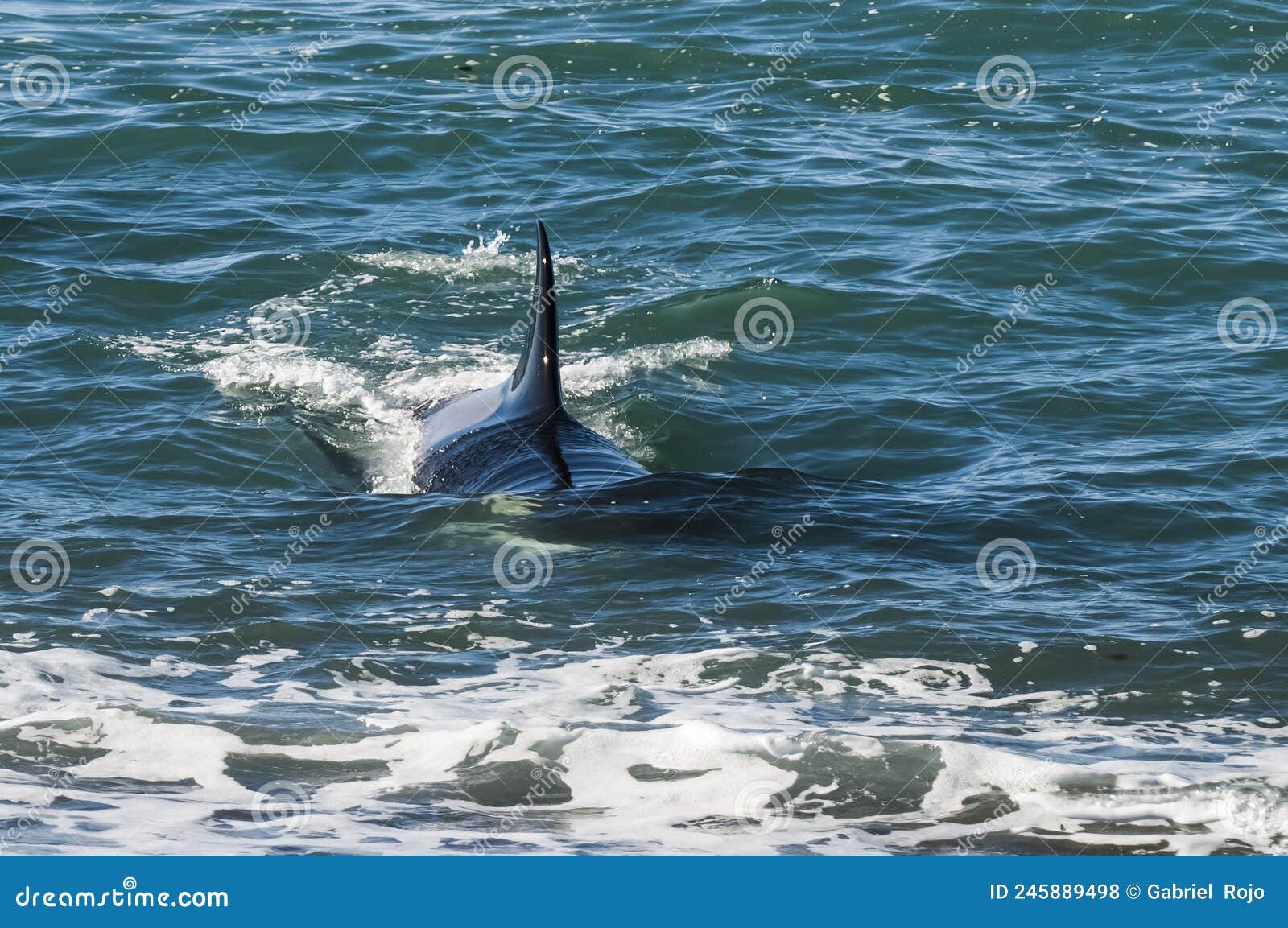 Orca Breathing on the Surface, Stock Photo - Image of boulder, black ...