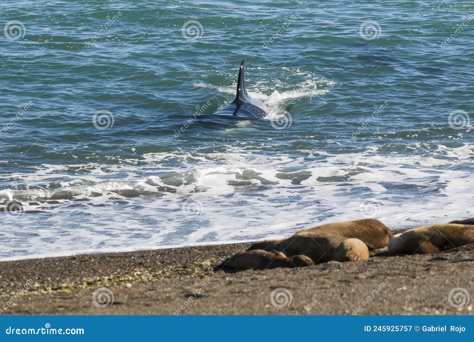 Orca Breathing on the Surface, Stock Image - Image of black, argentina ...