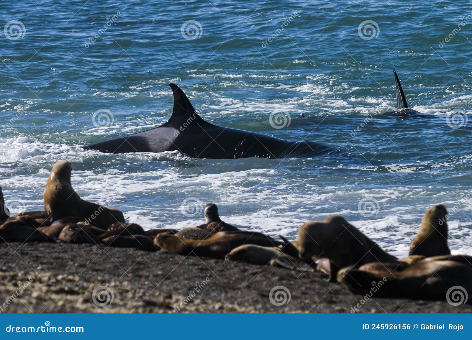 Orca Breathing on the Surface, Stock Photo - Image of nice, orca: 245926156