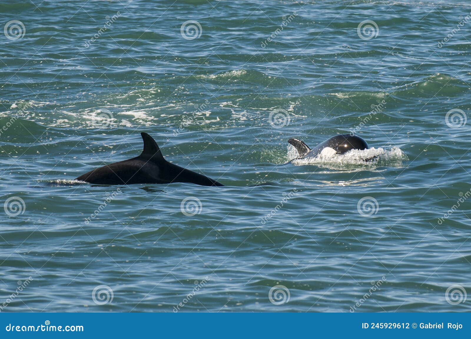 Orca Breathing on the Surface, Stock Photo - Image of beach, coastal ...