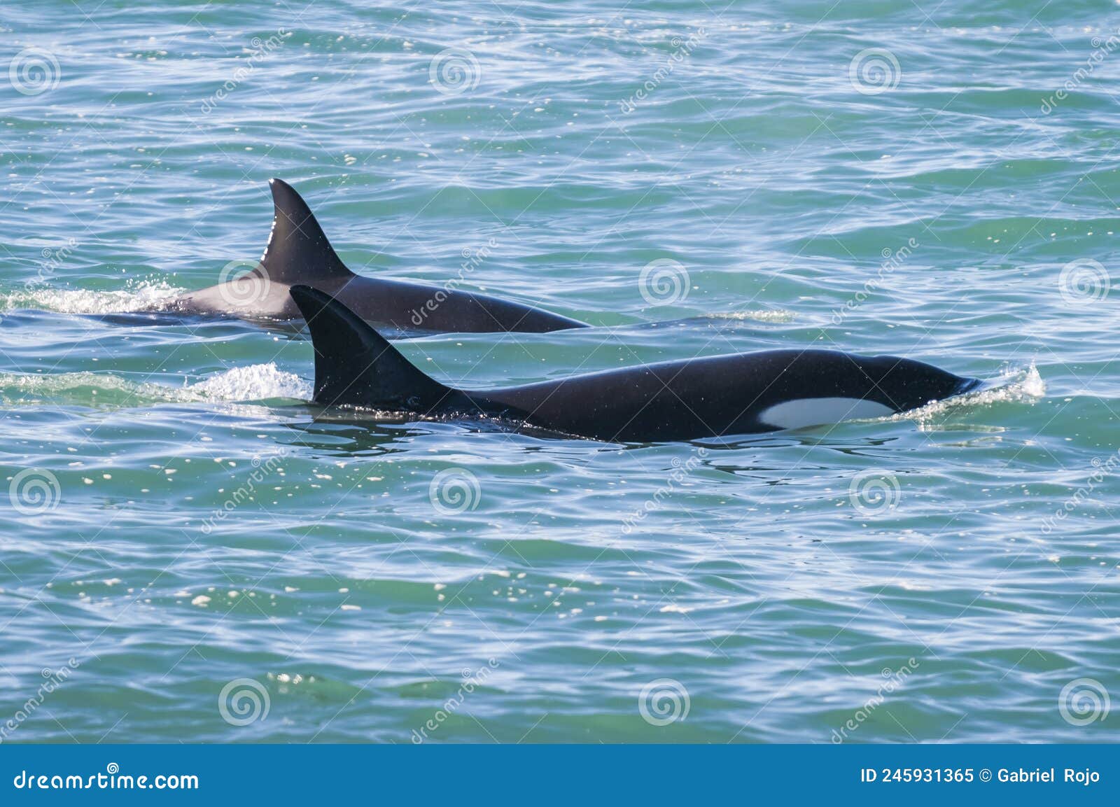 Orca Breathing on the Surface, Stock Image - Image of beach, boulder ...