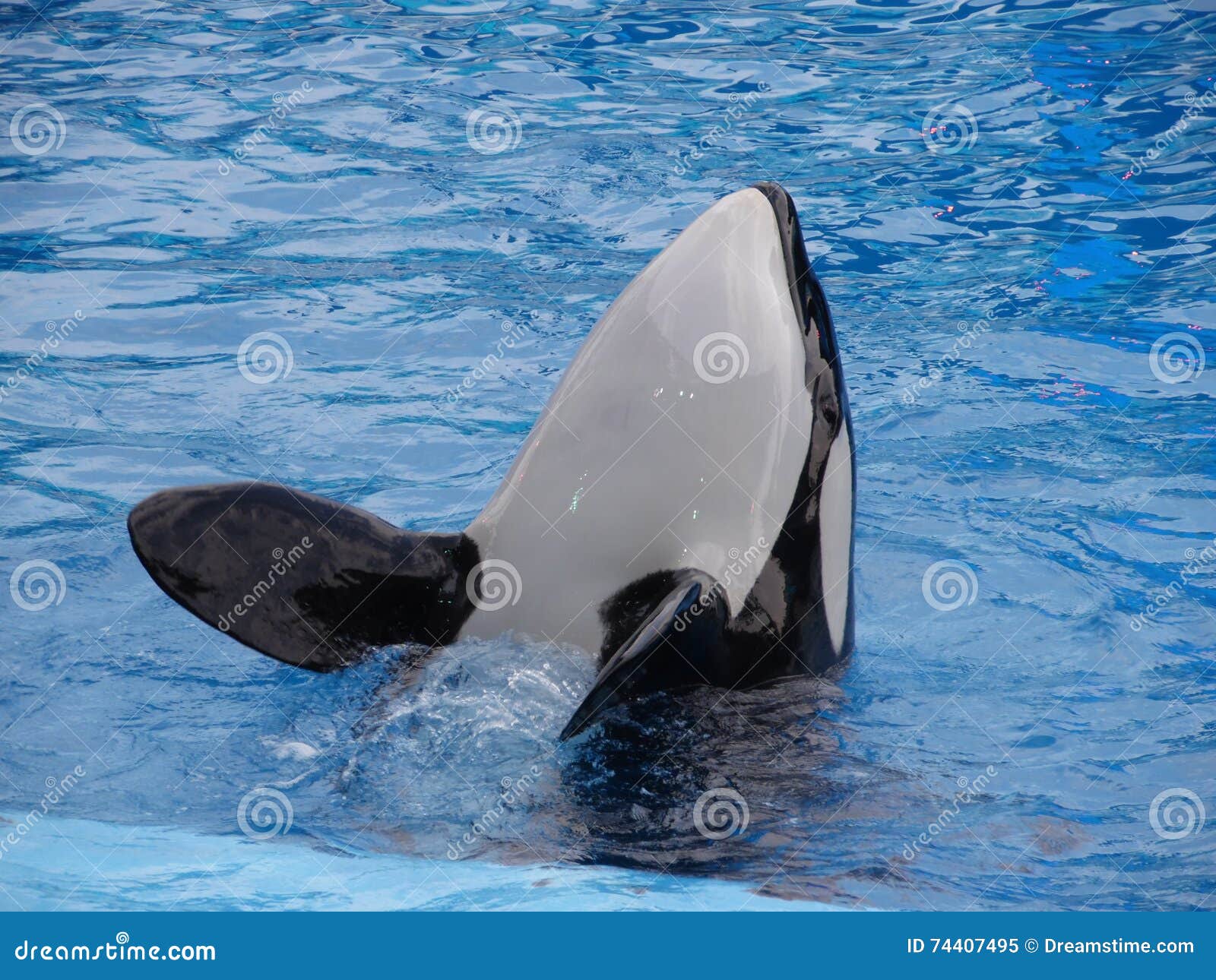 Orca Dance stock image. Image of dancing, aquatic, whale - 74407495