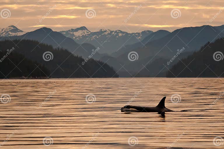 Orca at Dawn stock image. Image of whale, mammal, mountains - 21027057