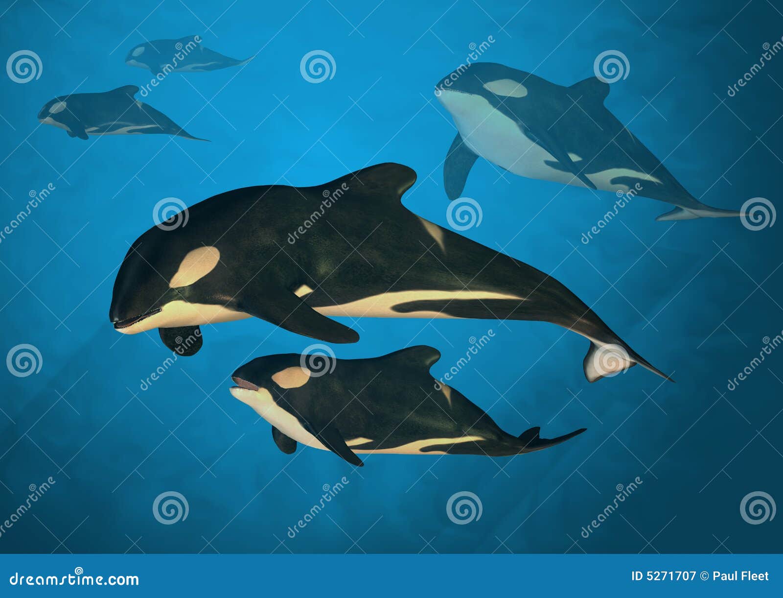 Orca Family stock illustration. Illustration of deep, whale - 5271707