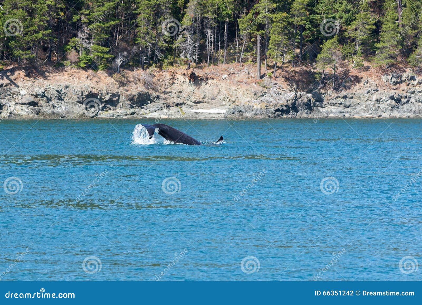 Orca Fluke Fin stock photo. Image of cubs, fish, beauty - 66351242