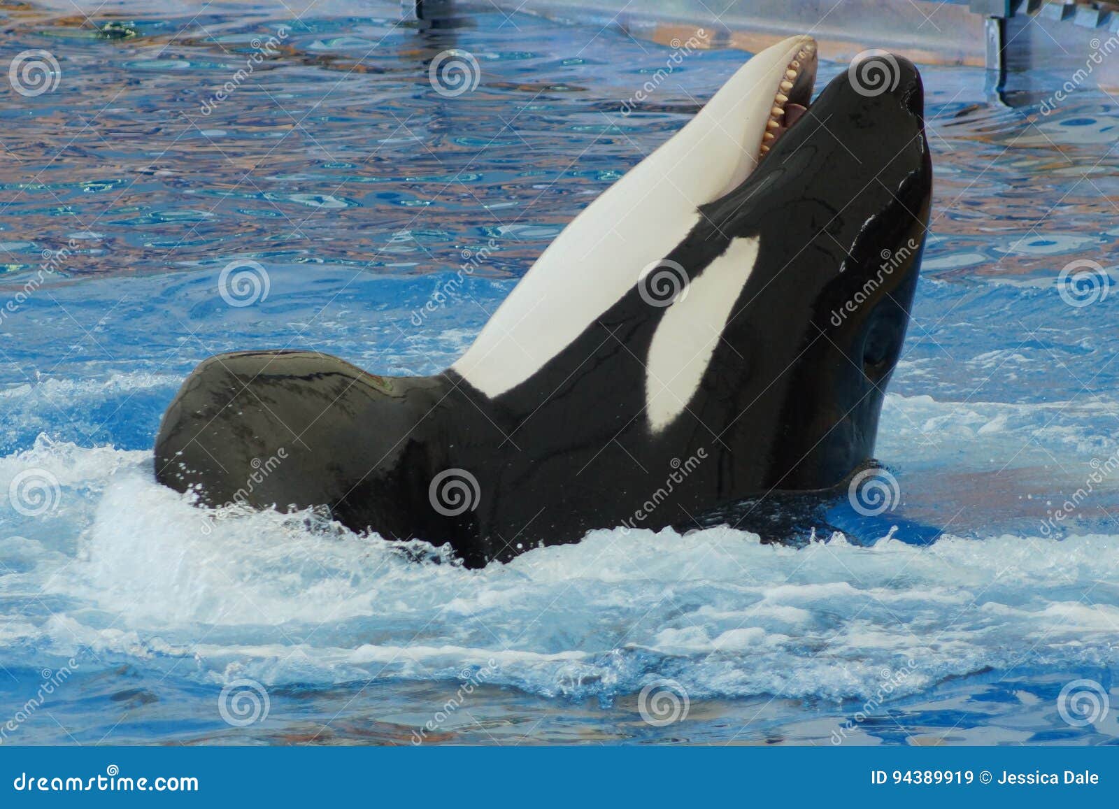 An Orca having fun stock image. Image of endangered, sealife - 94389919