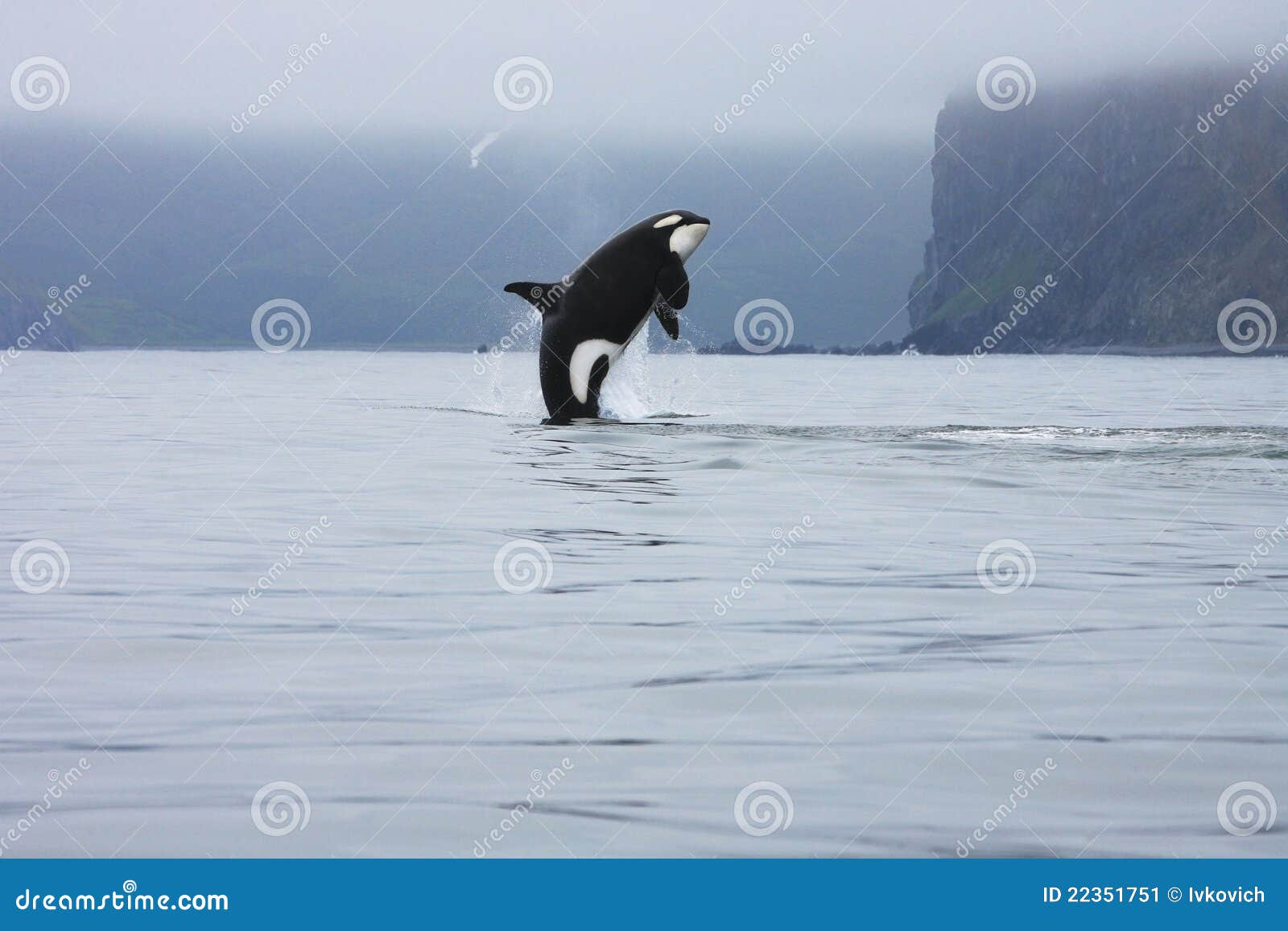 Orca jumping in the wild stock image. Image of killer - 22351751