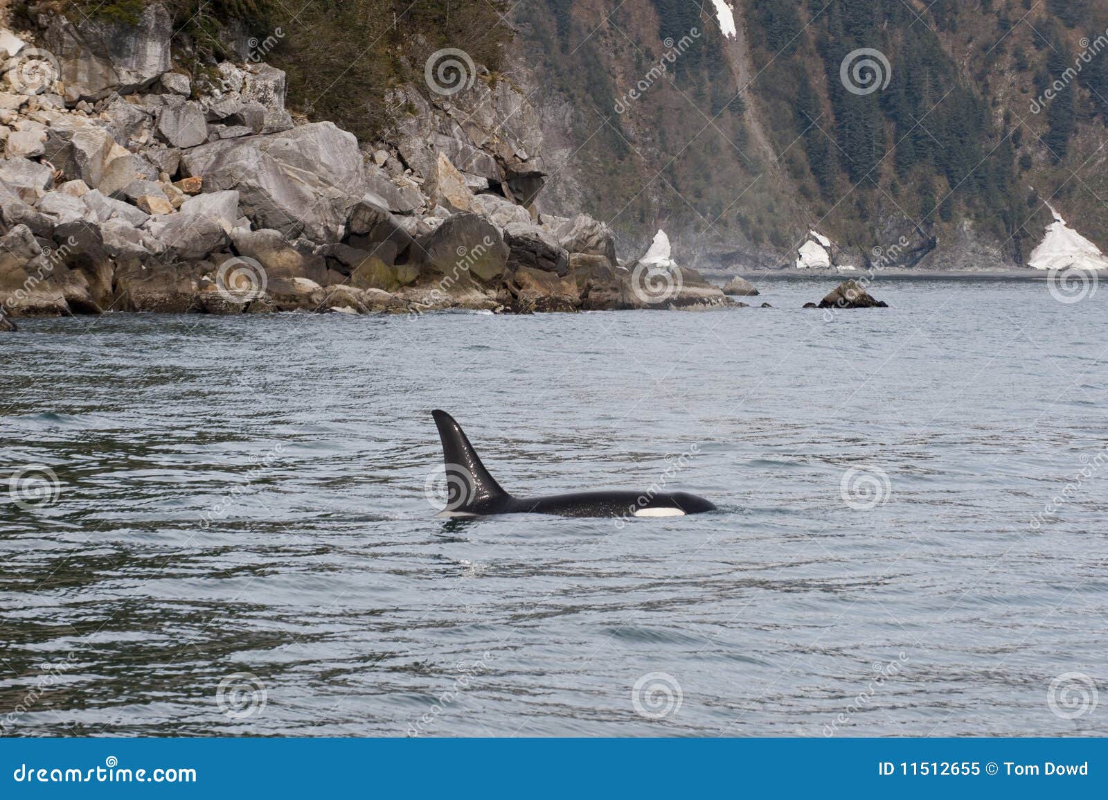 Orca Killer Whale stock image. Image of seward, orca - 11512655