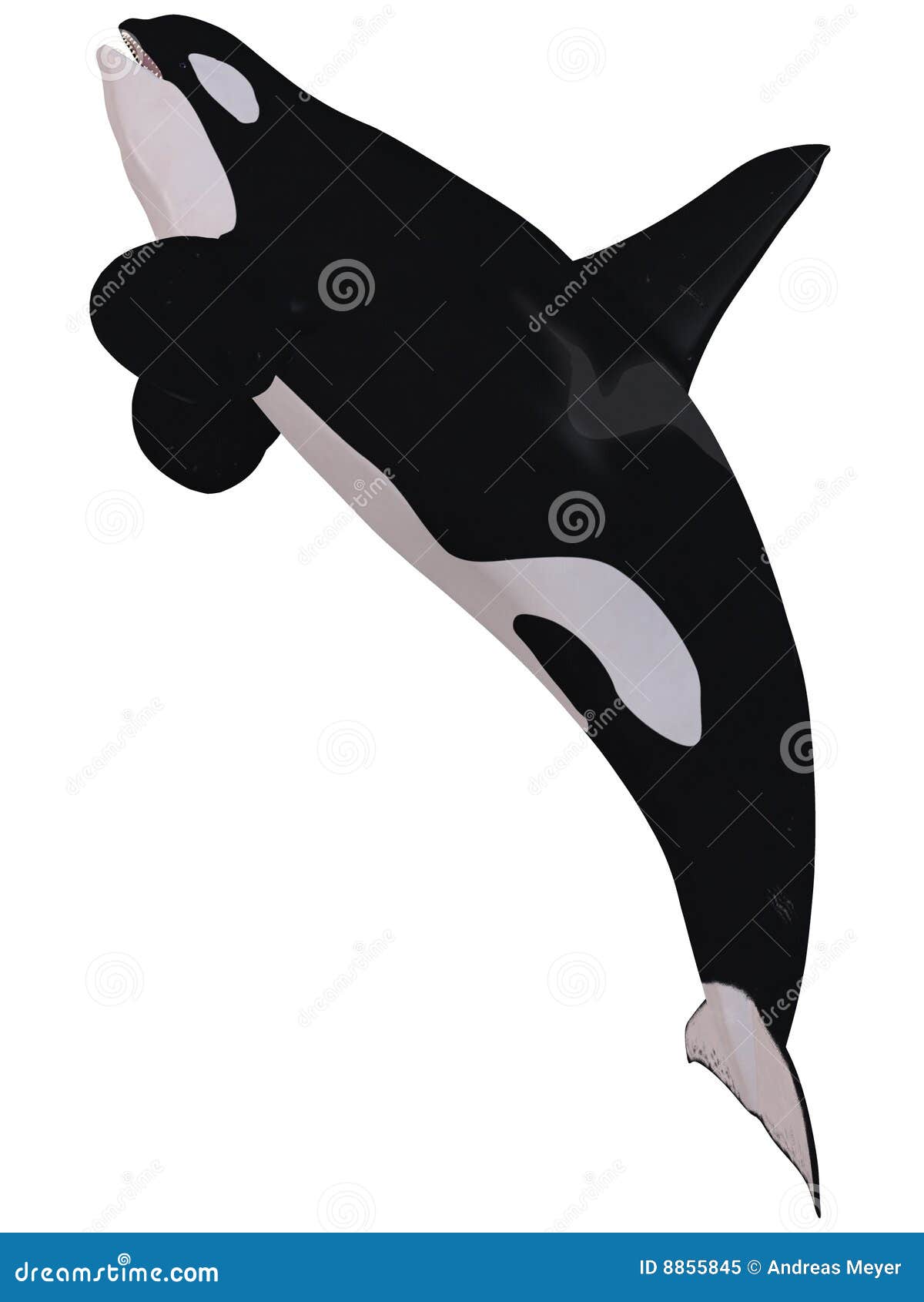 Orca Killer Whale Is A Vector Stylized Sign For A Logo Or Pictogram ...