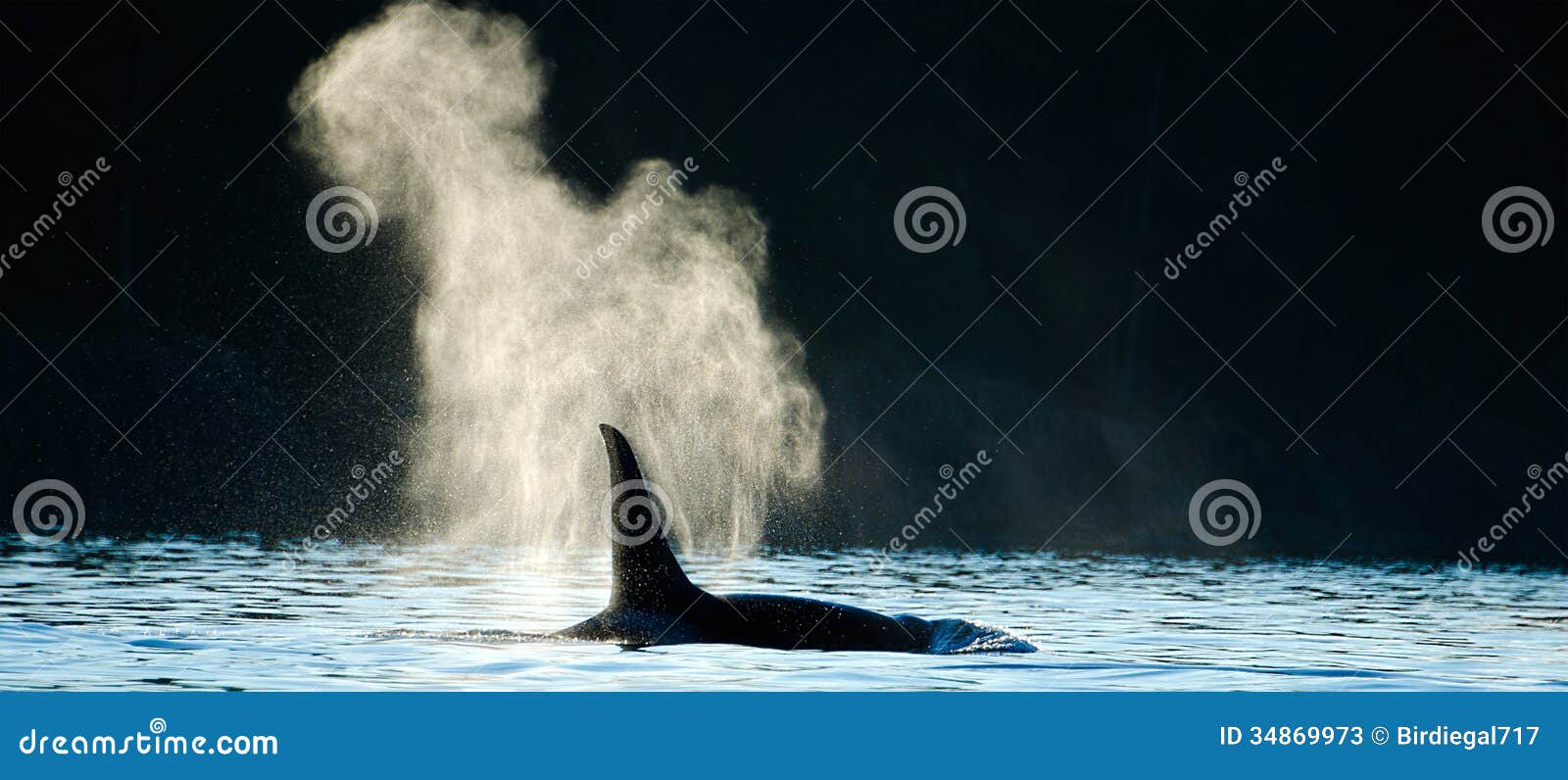 Orca Killer Whale Blowing stock image. Image of watching - 34869973