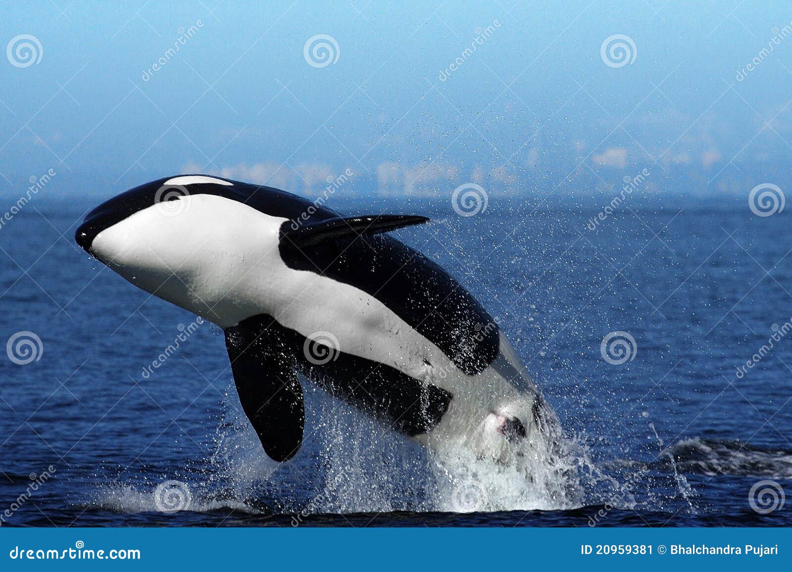 Largest Killer Whale