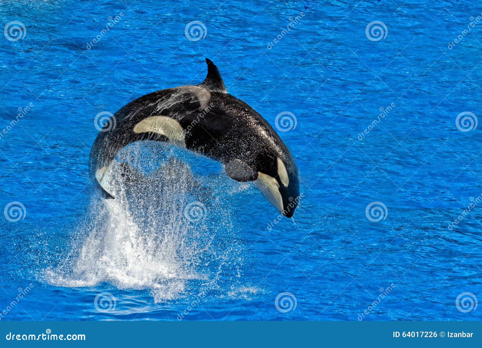 Orca Killer Whale while Jumping Stock Photo - Image of cetacean, killer ...