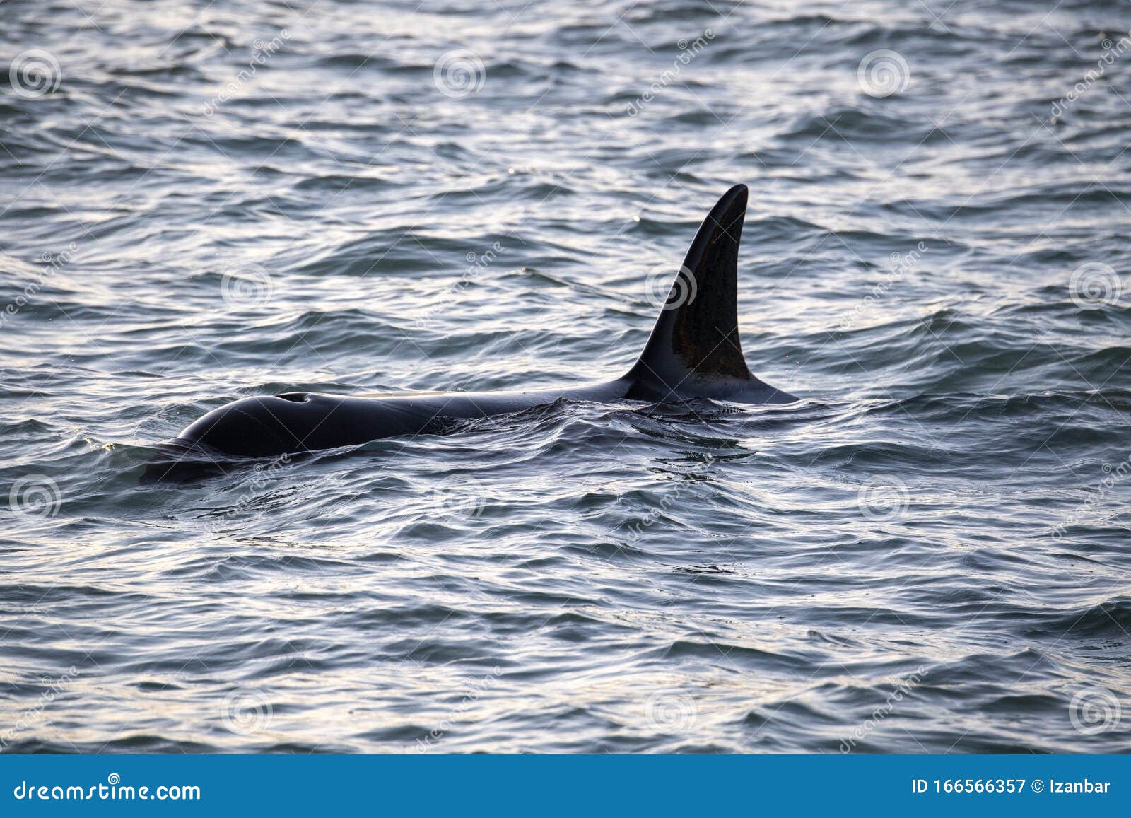 Orca Killer Whale in Mediterranean Sea Stock Image - Image of ...
