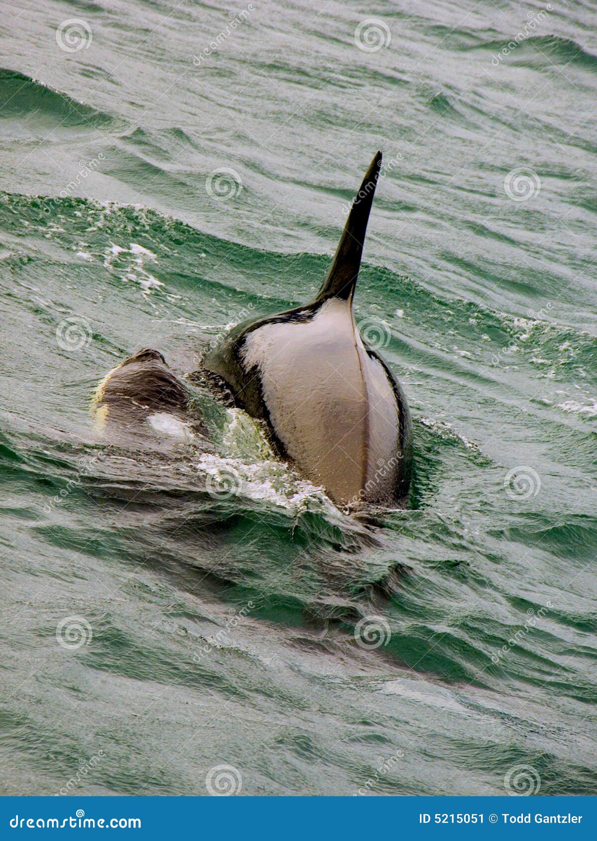 Orca Killer Whale Mother and Calf Stock Image - Image of mammal, orca ...