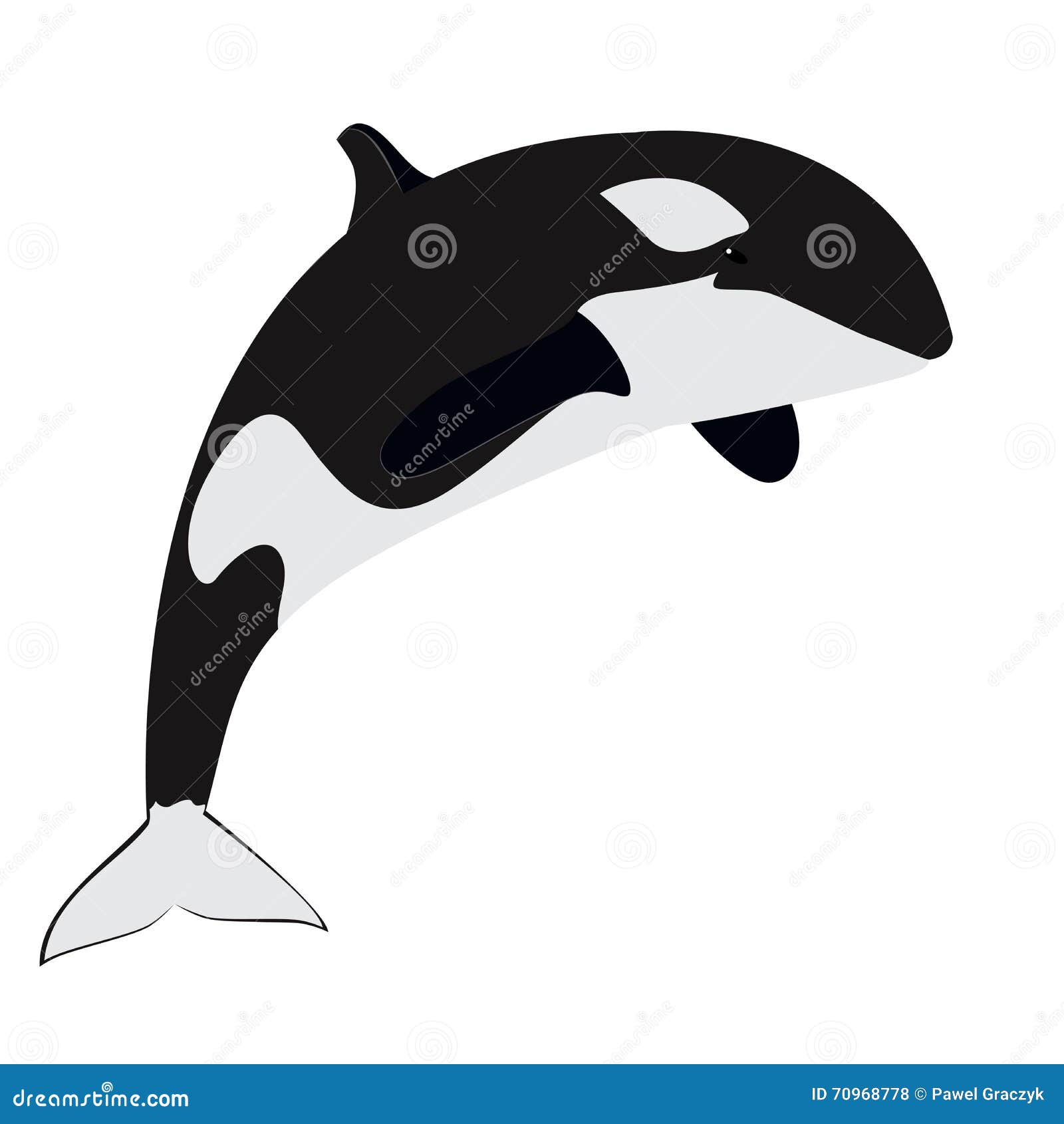 Orca - killer whale stock vector. Illustration of aquatic - 70968778