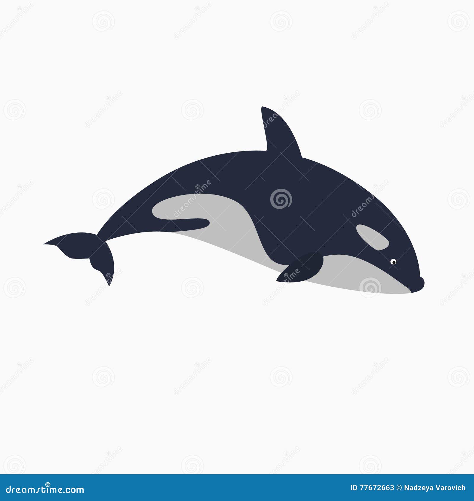 Orca - Killer Whale Vector Illustration | CartoonDealer.com #70968778