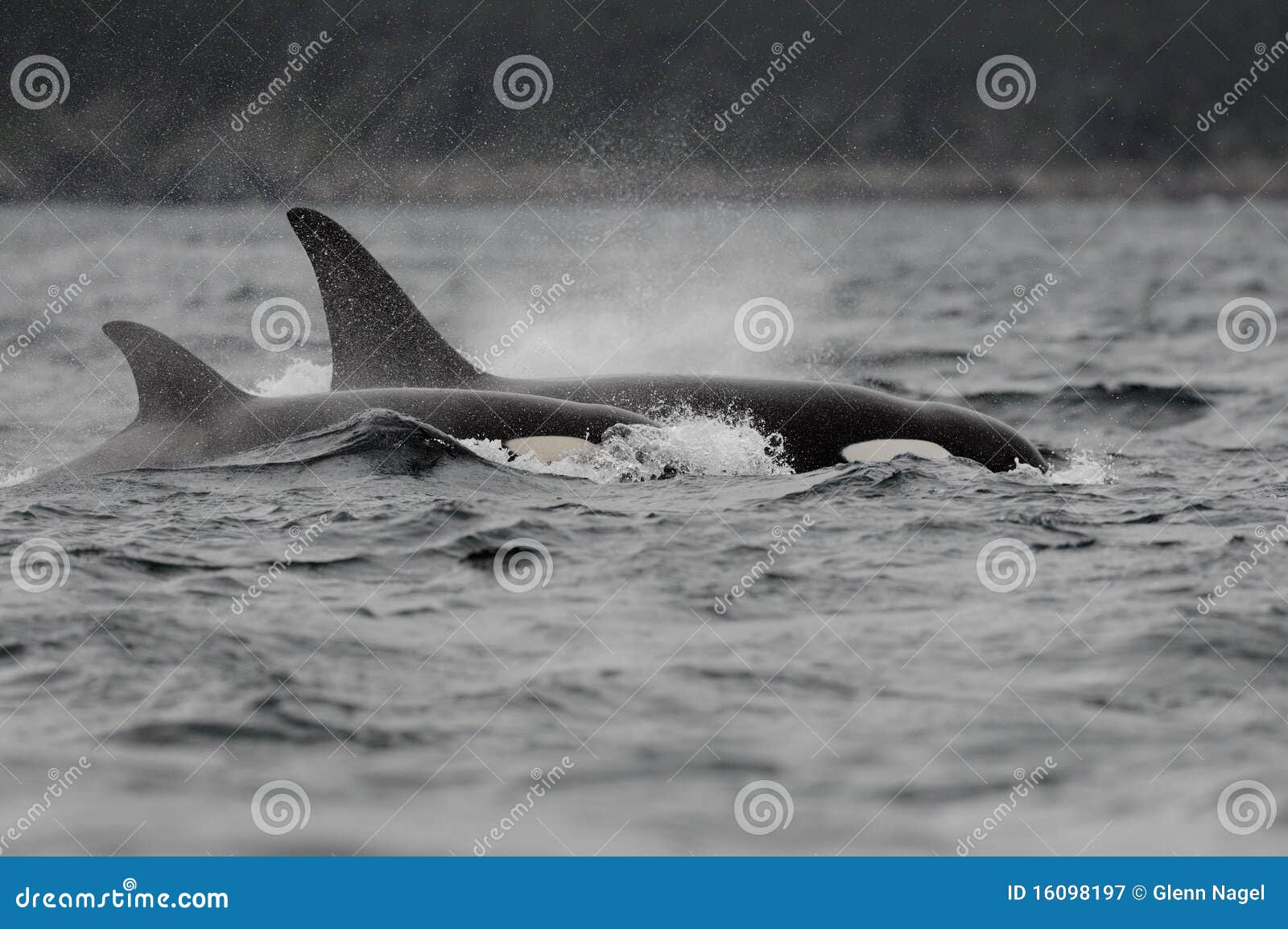 Orca killer whales stock image. Image of orca, animals - 16098197