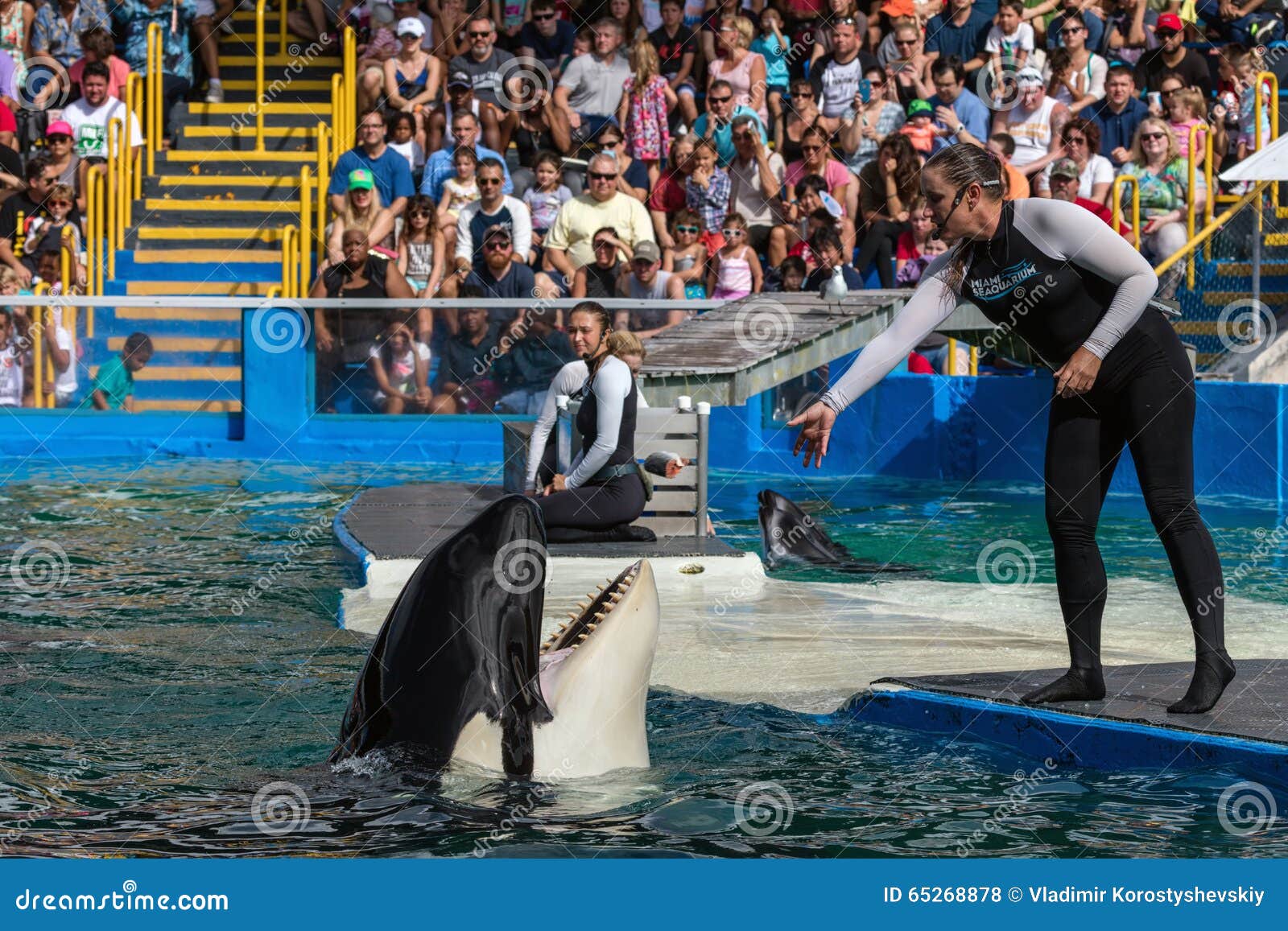 Orca a Miami Seaquarium fotografia stock editoriale. Immagine di ...