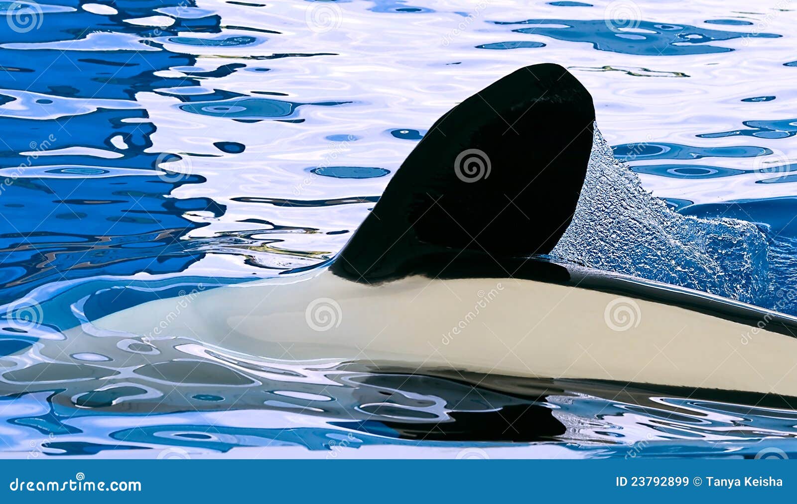 Orca playing in the pool stock image. Image of flipper - 23792899