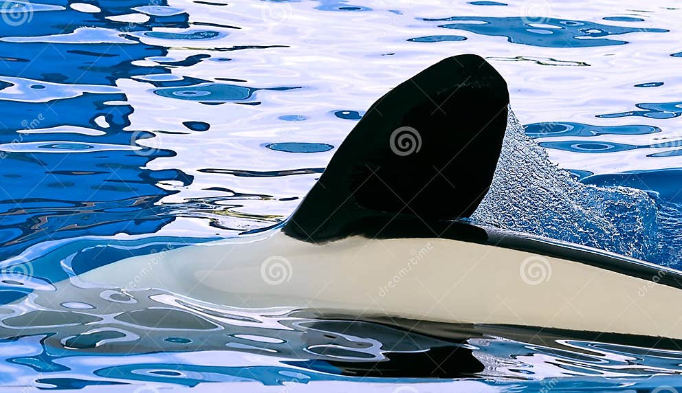Orca playing in the pool stock image. Image of flipper - 23792899