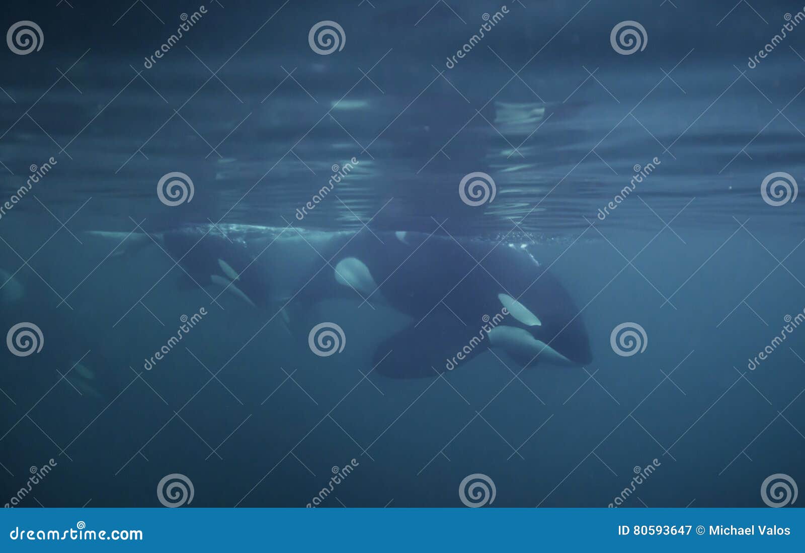 Orca Pod stock image. Image of fish, ecotourism, animal - 80593647