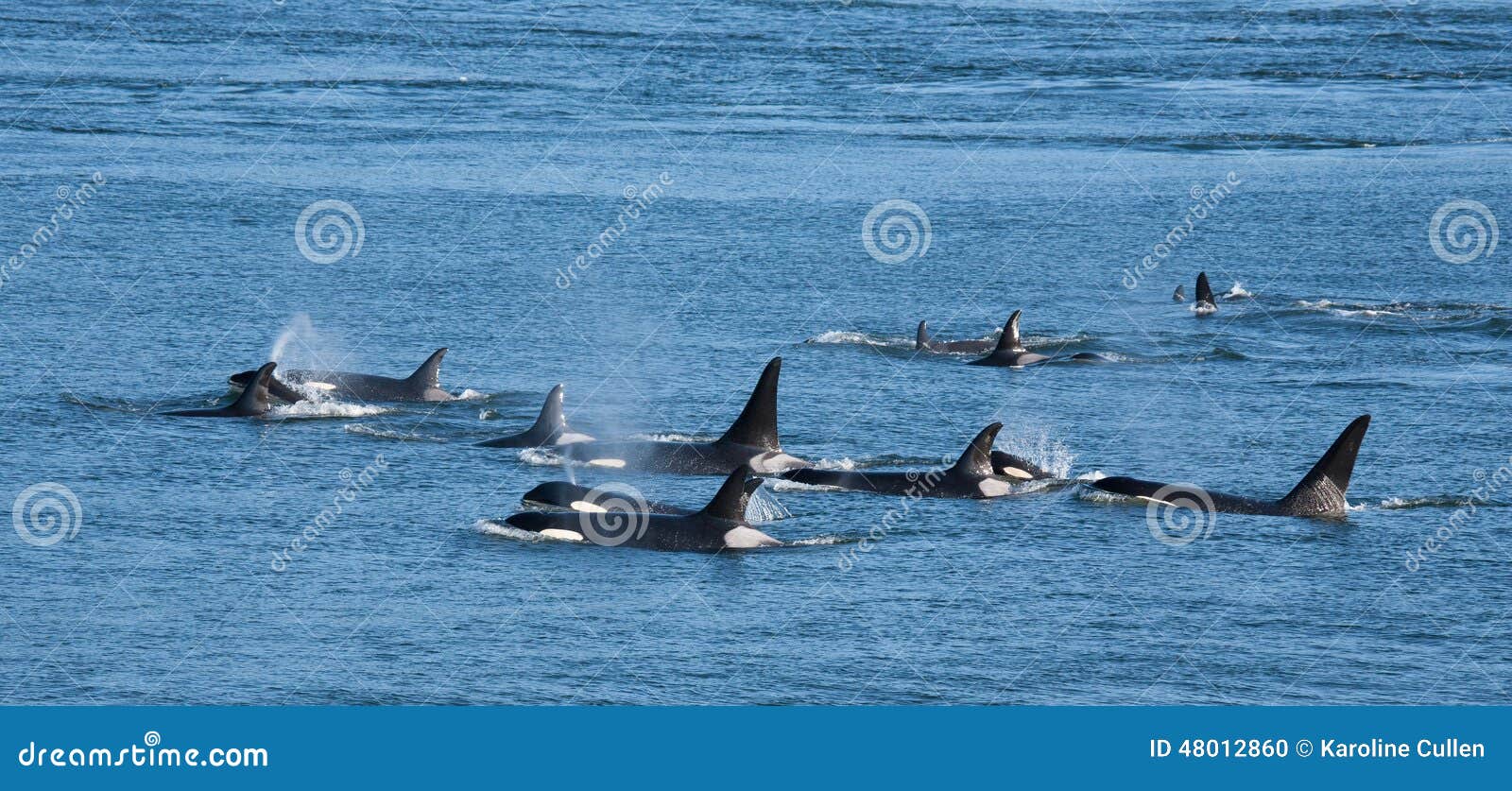 Orca Pod stock photo. Image of nature, marine, ocean - 48012860