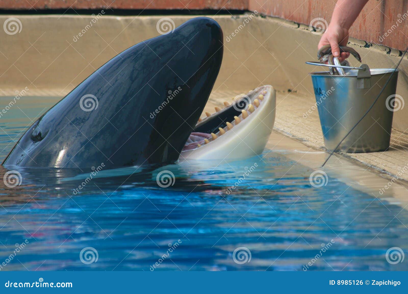 Orca De Alimentación Imagen. Imagen: 8985126