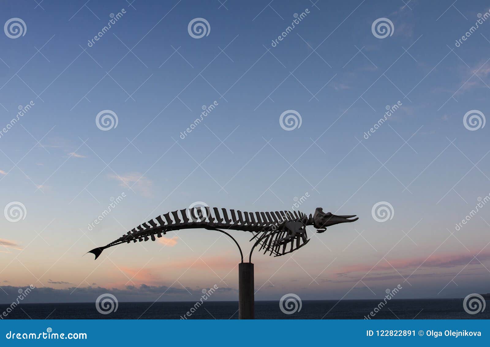 Orca`s skeleton editorial photo. Image of silhouette - 122822891