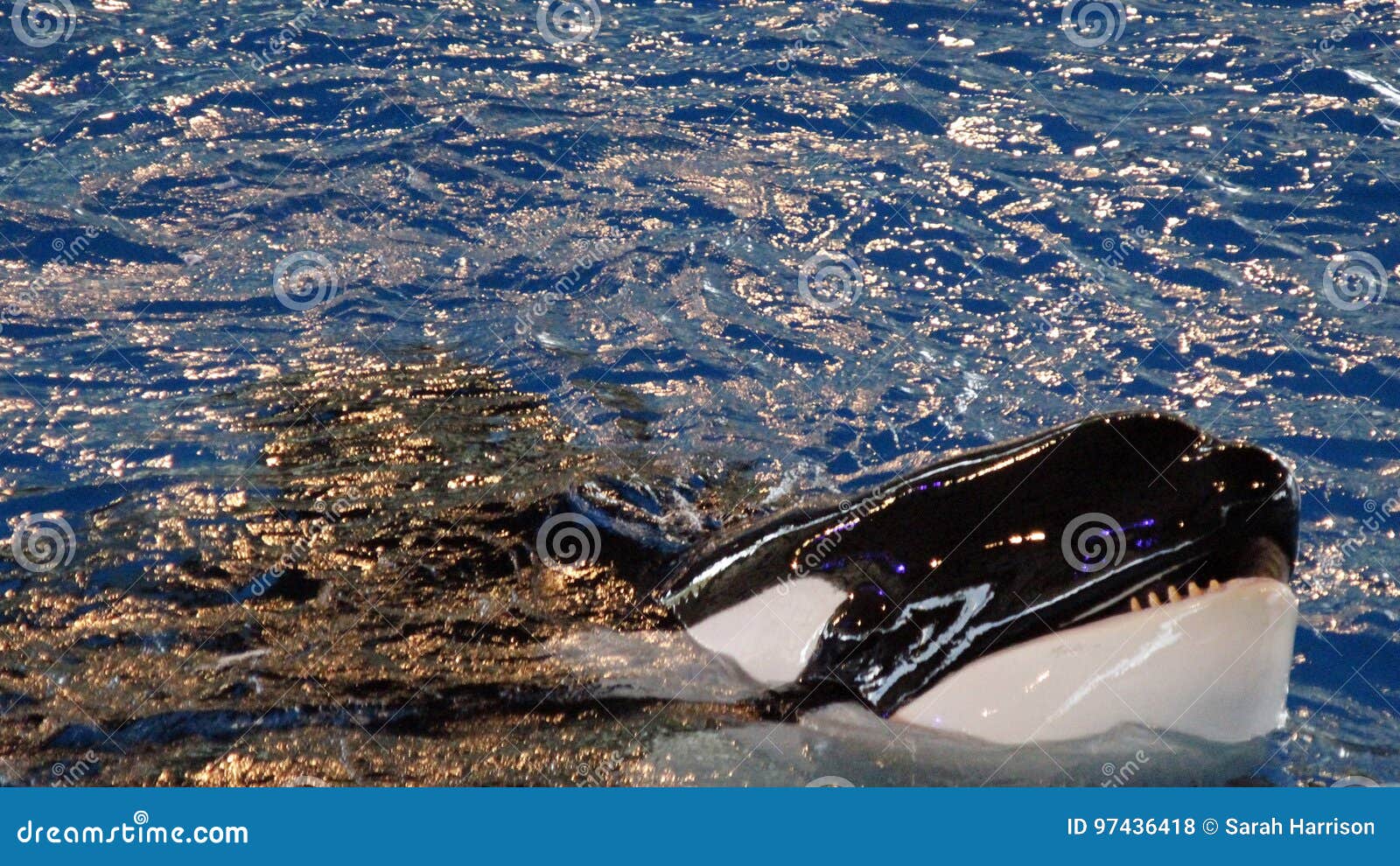 Orca Says Hello stock photo. Image of black, whale, white - 97436418