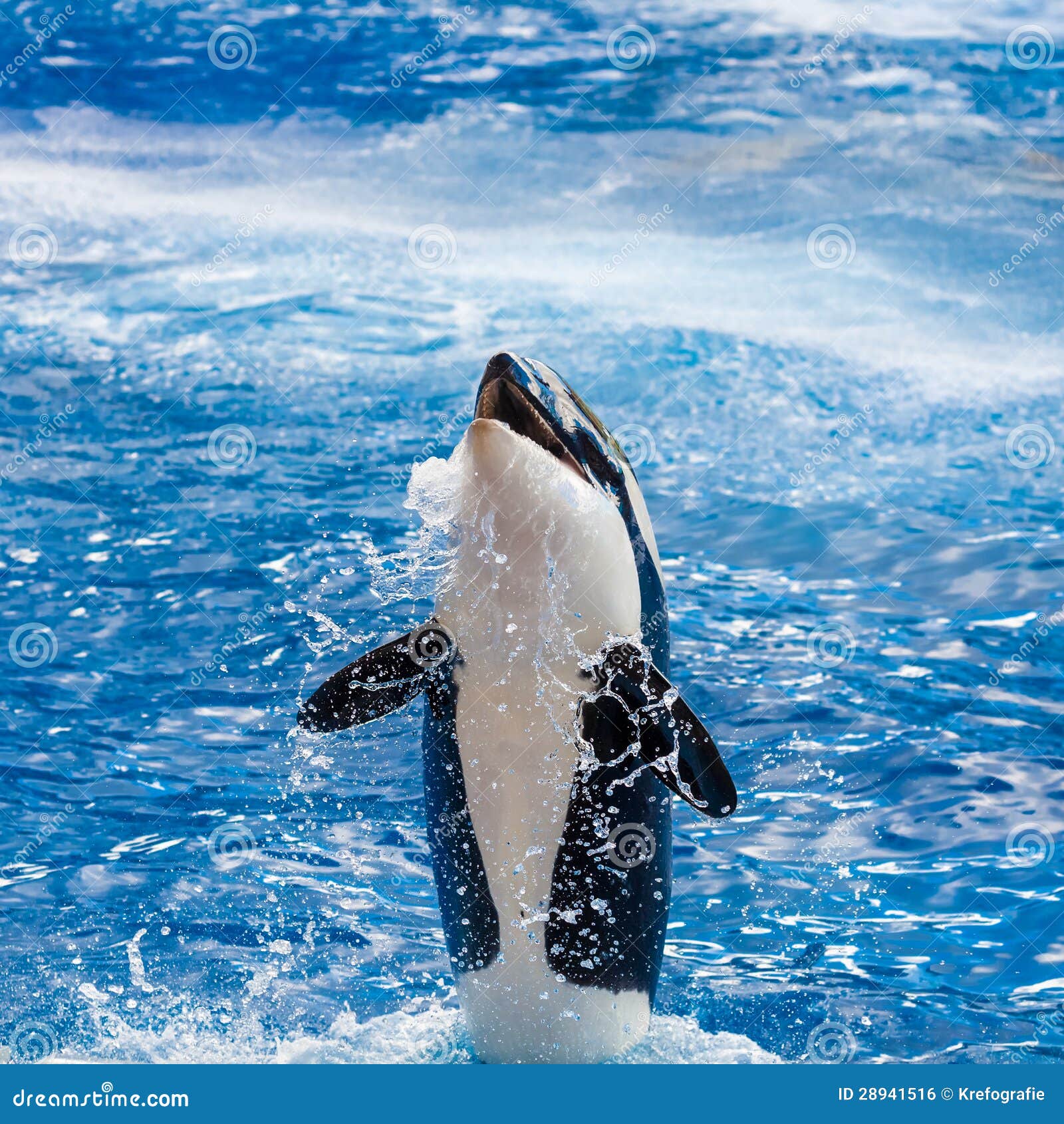 Orca is Smiling Above the Water Stock Photo - Image of blue, showing ...