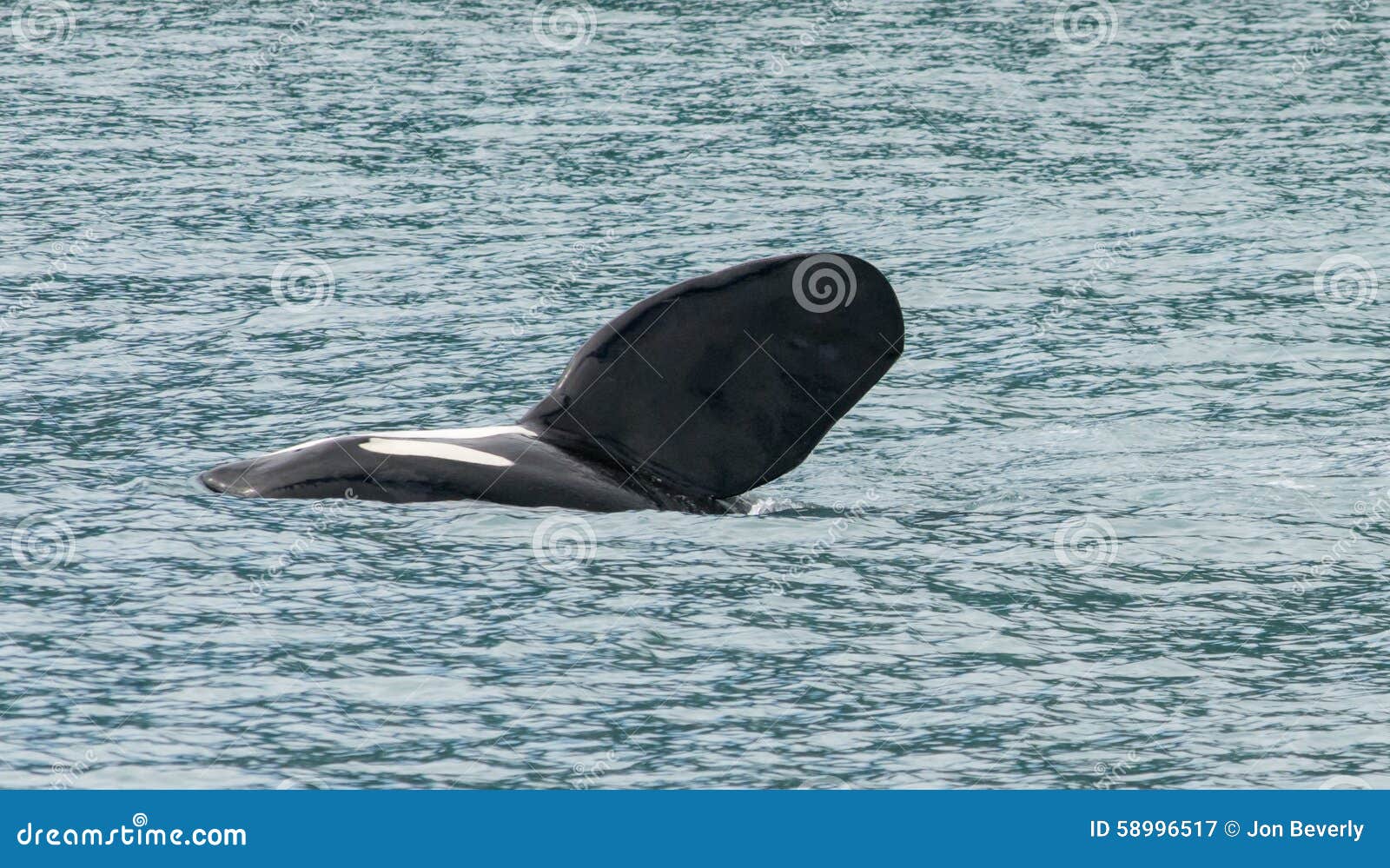 Orca Sticking Fin Up in the Air Stock Image - Image of tipped, swimming ...