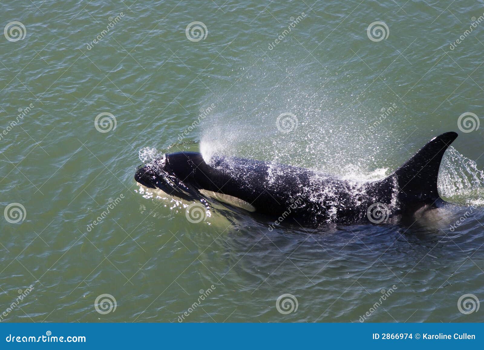 Orca Surfacing stock photo. Image of canada, pass, wild - 2866974