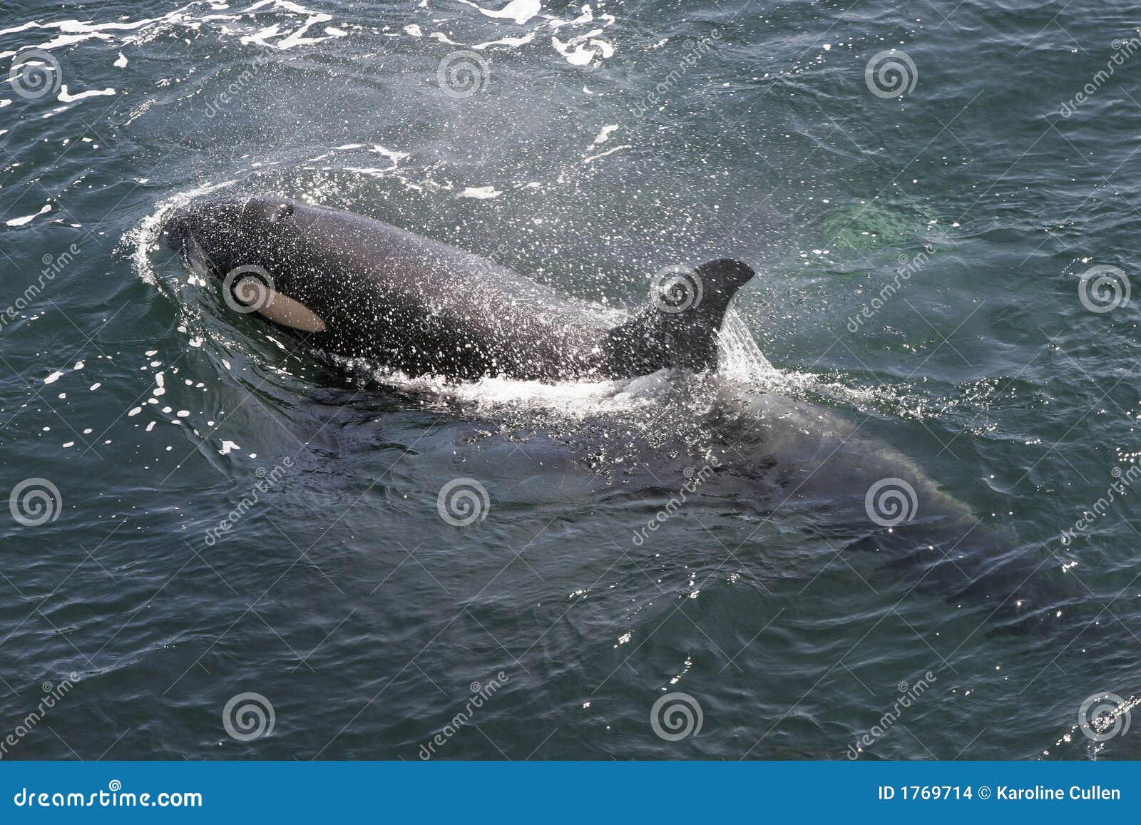 Orca Swimming stock photo. Image of species, southern - 1769714