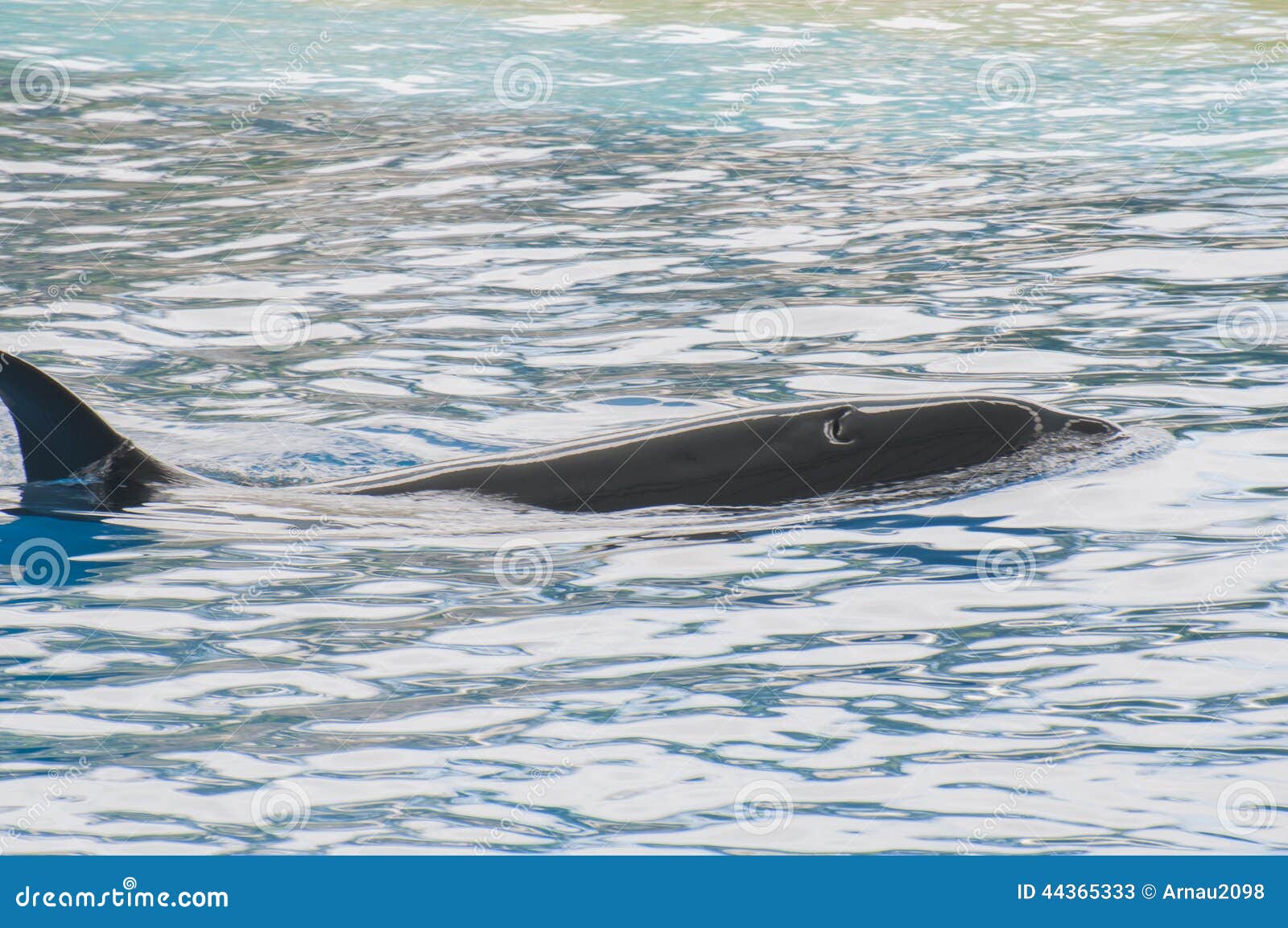 Orca swimming stock image. Image of black, orcinus, water - 44365333