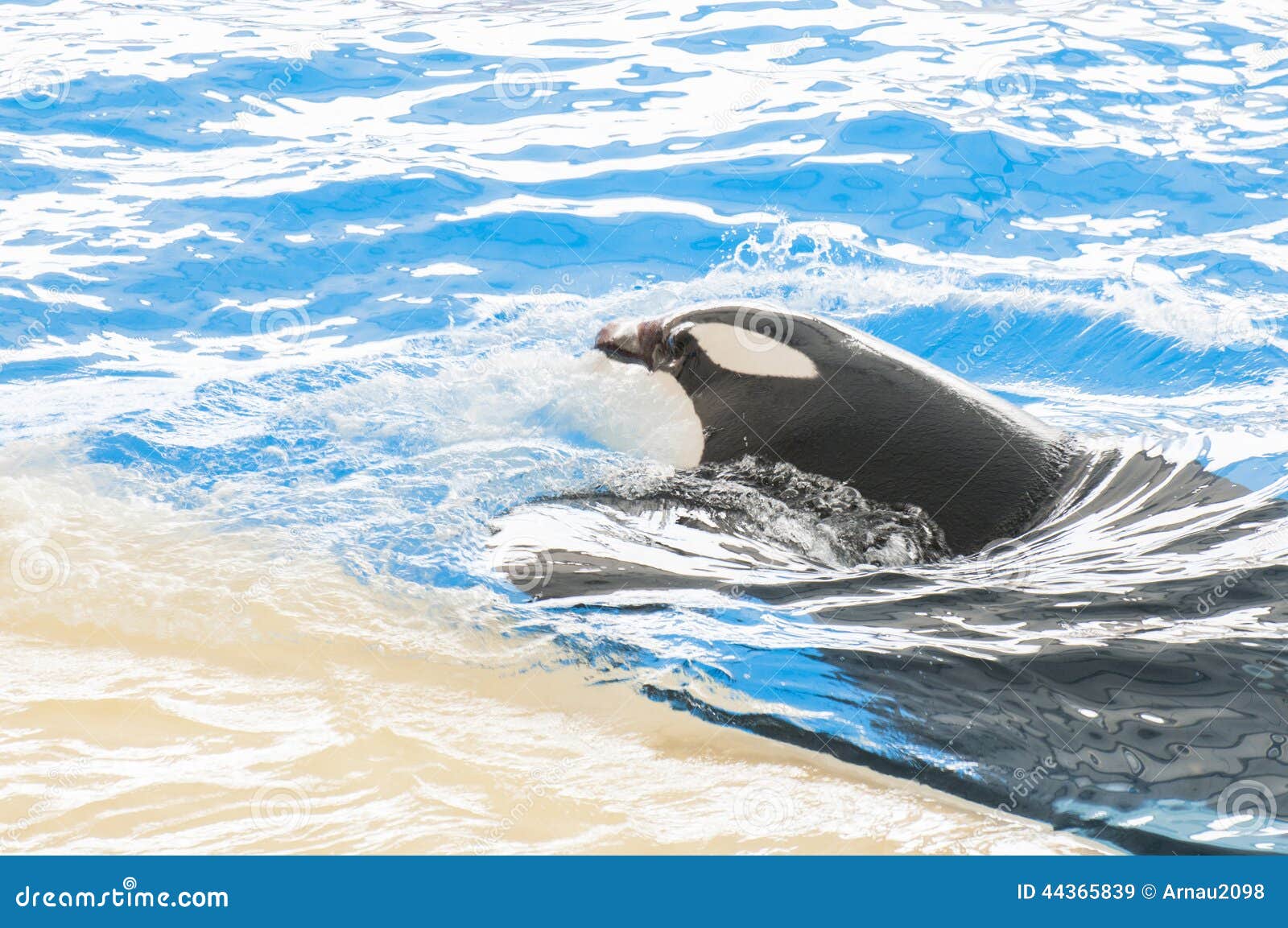 Orca swimming stock image. Image of fish, splash, animal - 44365839