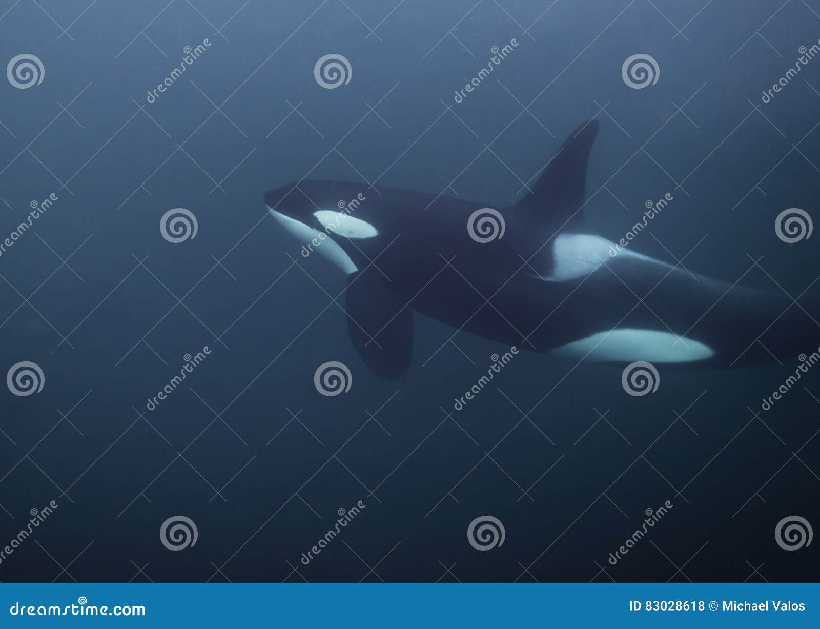 Orca Underwater stock photo. Image of color, aquatic - 83028618