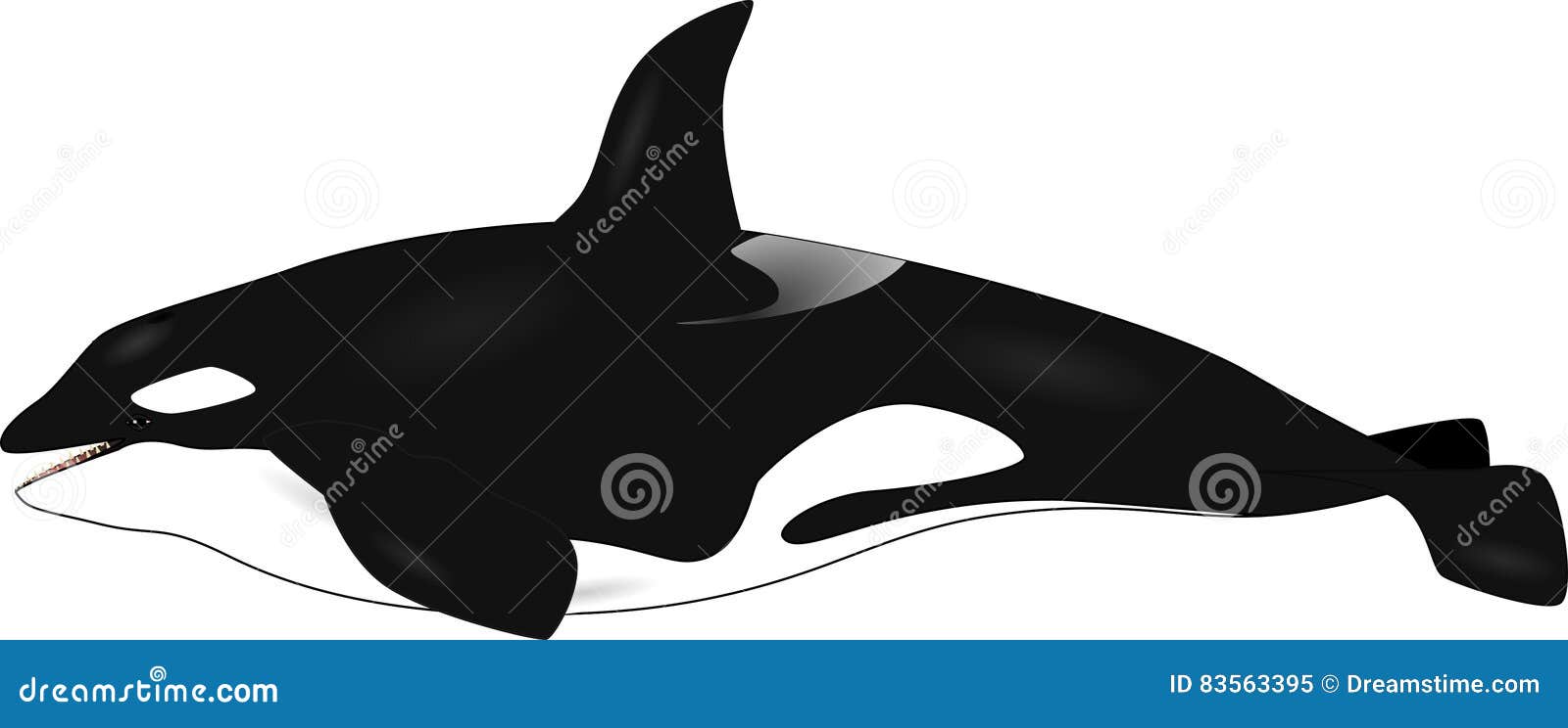 Orca stock vector. Illustration of mammal, animal, life - 83563395