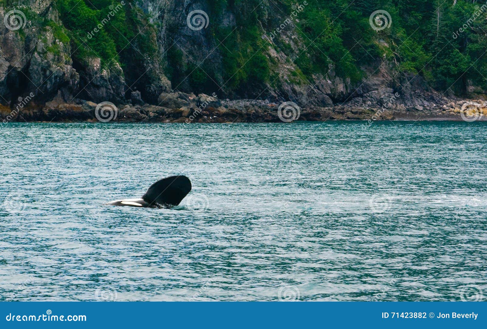 Orca Waving Flipper stock photo. Image of coastline, black - 71423882