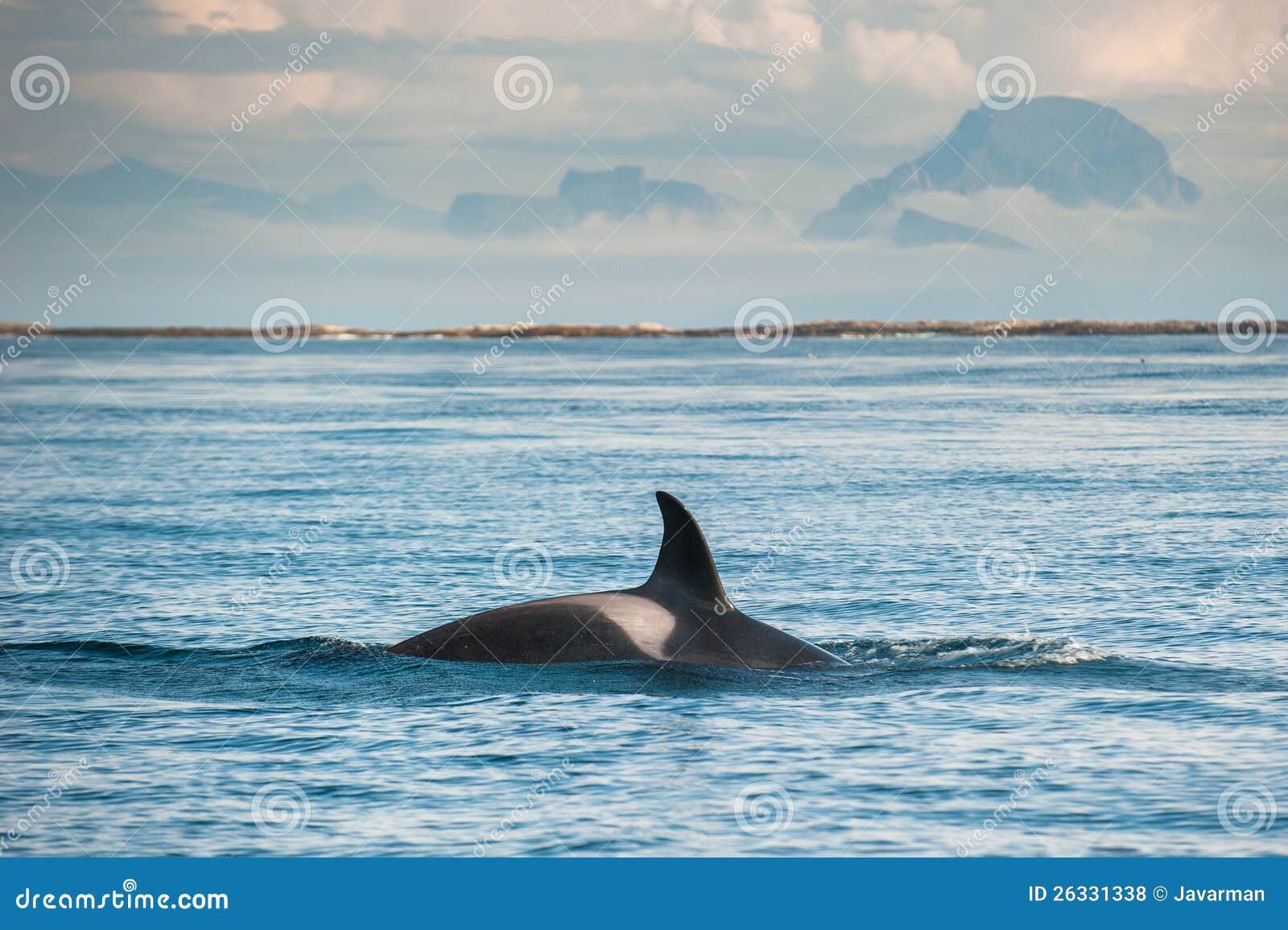 Orca whale stock photo. Image of life, splash, northern - 26331338
