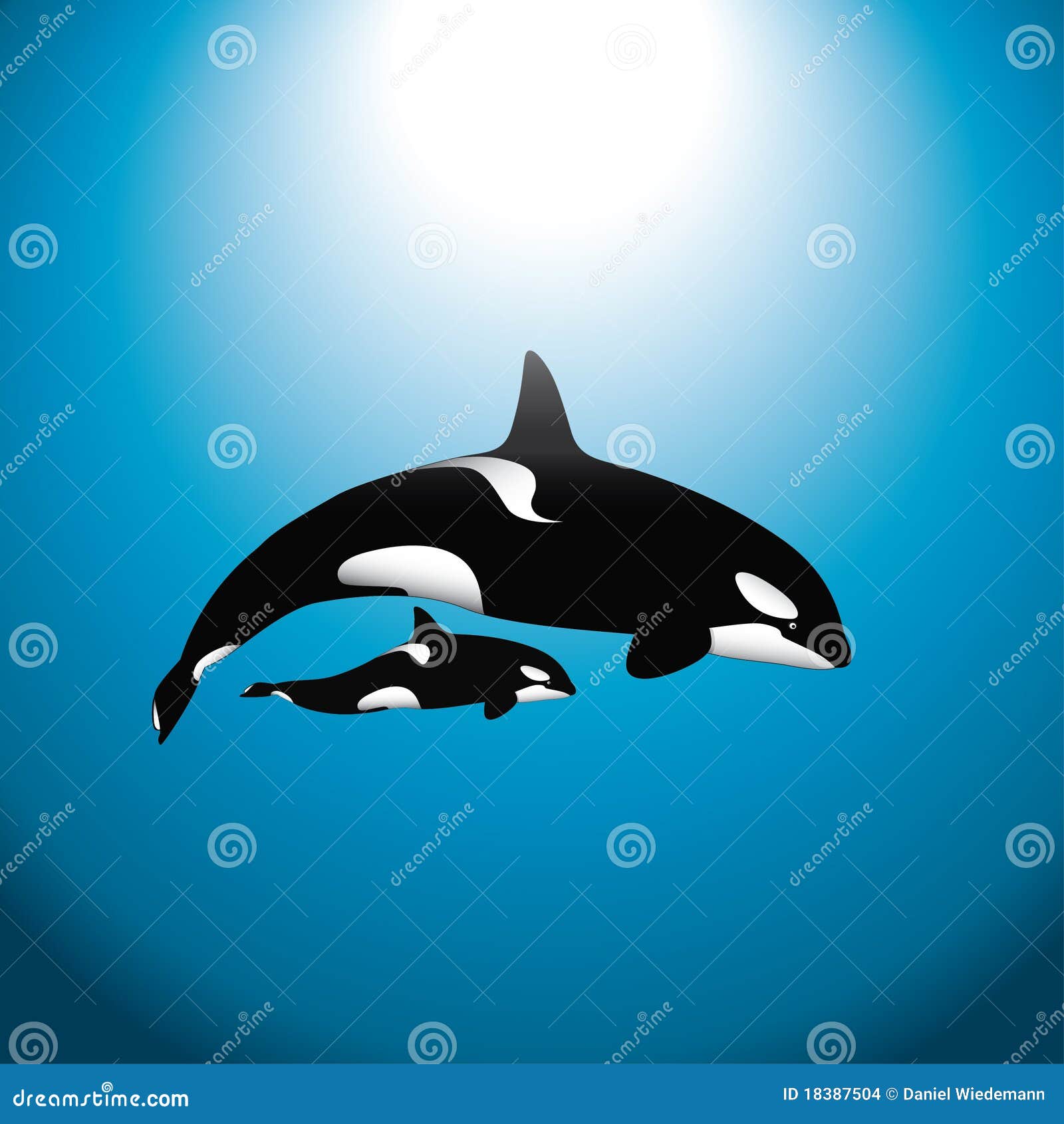 Baby Orca Whale Drawing